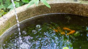 Qu'est-ce que l'aquaponie ? Définition et explication de ce système ...