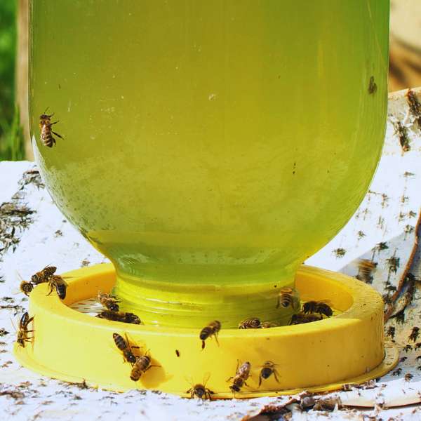 Fabriquer un abreuvoir à abeilles en quelques étapes ! - monecogeste.fr