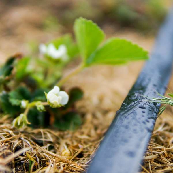 Comment fabriquer un arrosage goutte à goutte par gravité ...